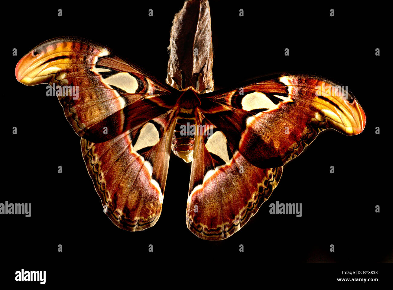 Atlas moth cocoon hi-res stock photography and images - Alamy