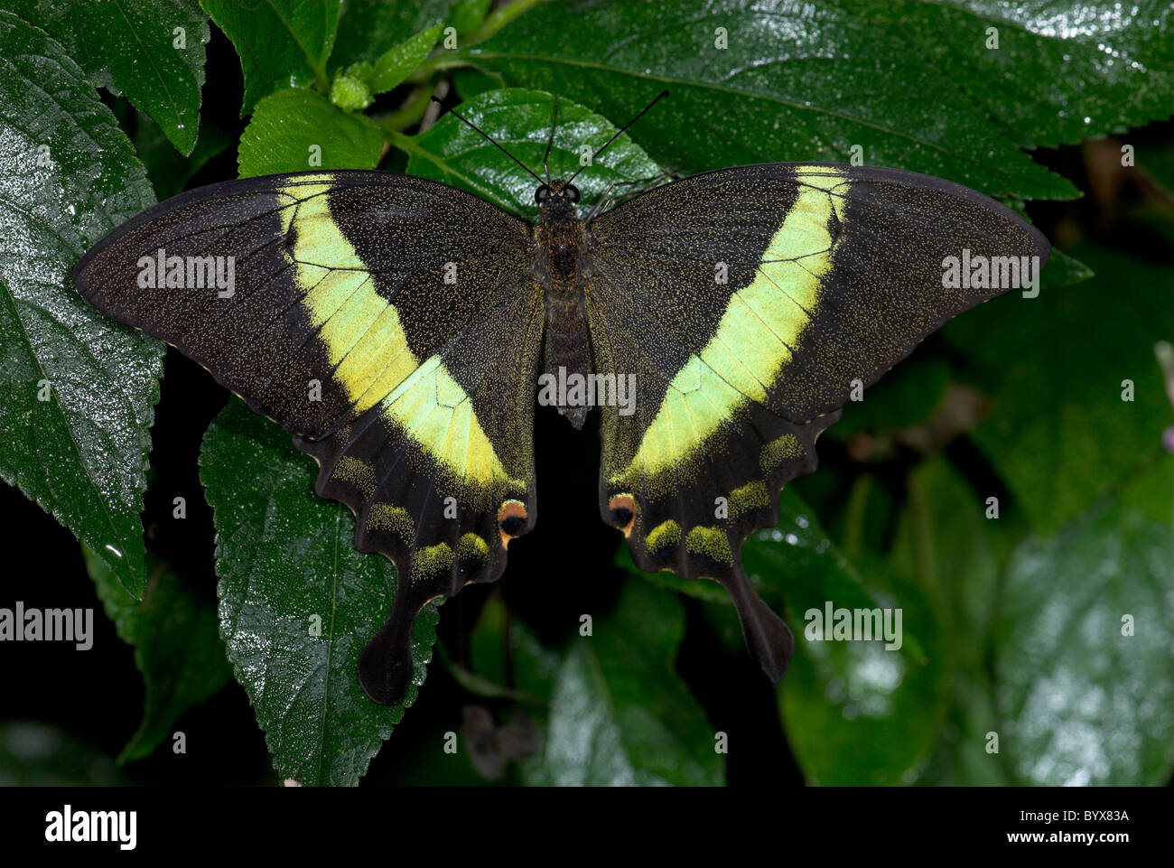 Emerald Swallowtail Butterfly Papilio Palinurus Asia Stock Photo - Alamy