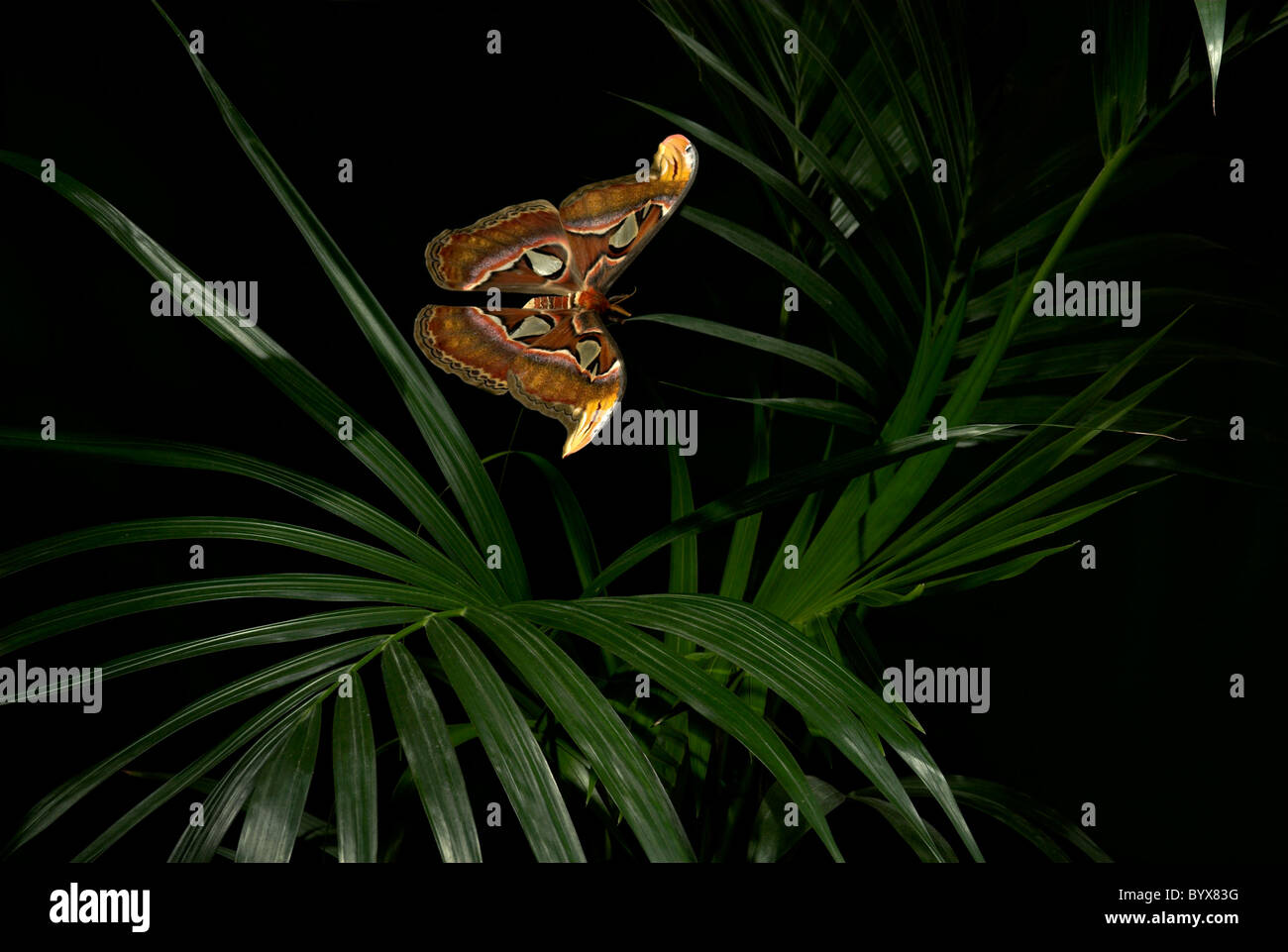Atlas moth in flight hi-res stock photography and images - Alamy
