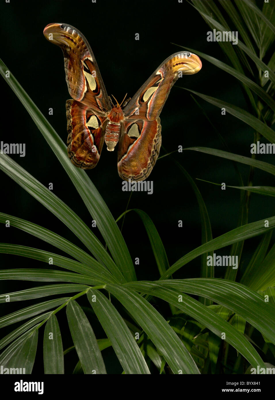 Atlas moth hi-res stock photography and images - Alamy