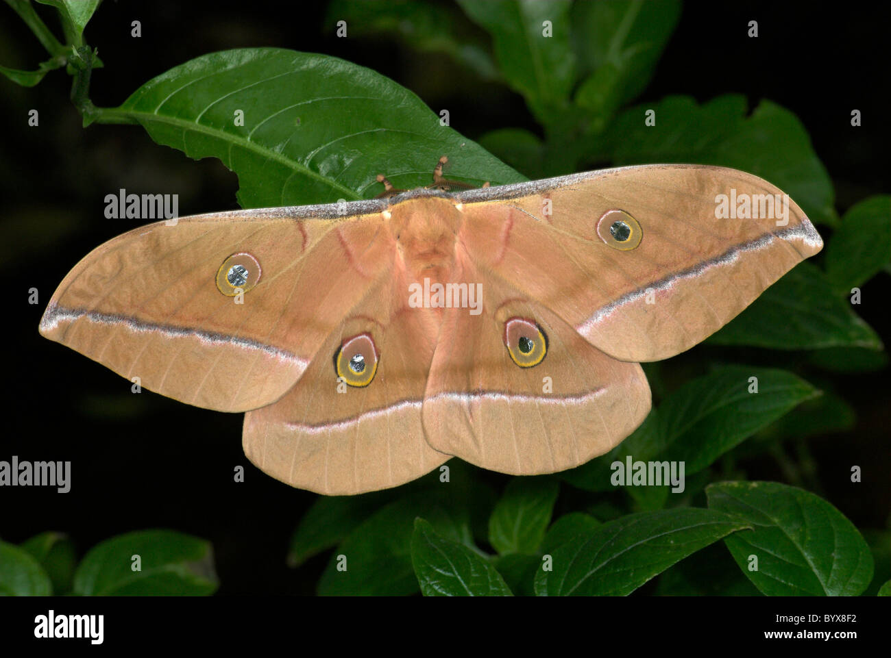 Chinese oak silk moth hi-res stock photography and images - Alamy