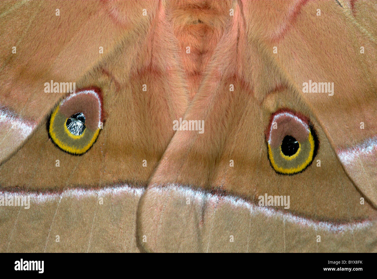 Tussah moth hi-res stock photography and images - Alamy