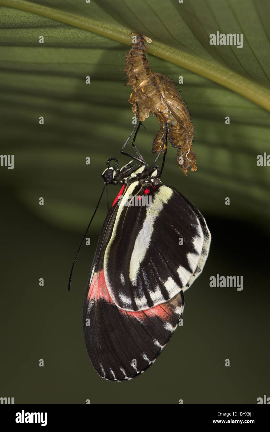 Small or Red Postman Butterfly Heliconius erato South America Stock ...