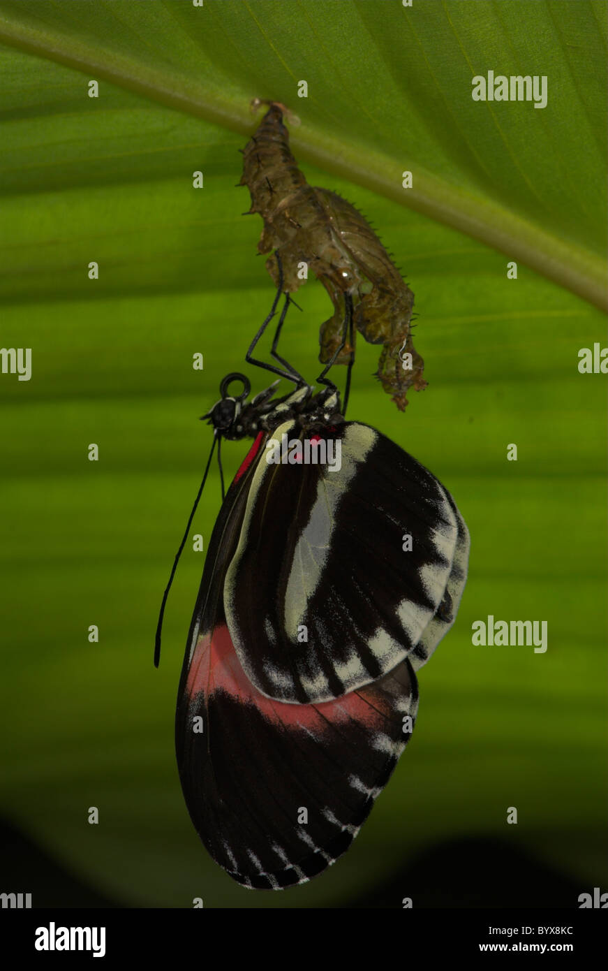 Small or Red Postman Butterfly Heliconius erato South America Stock ...