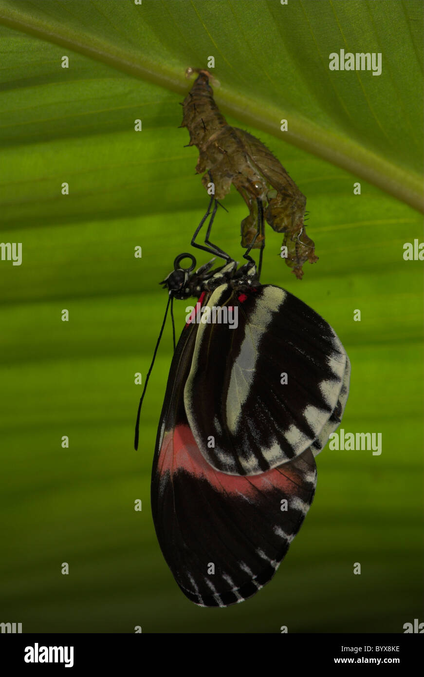 Small or Red Postman Butterfly Heliconius erato South America Stock ...