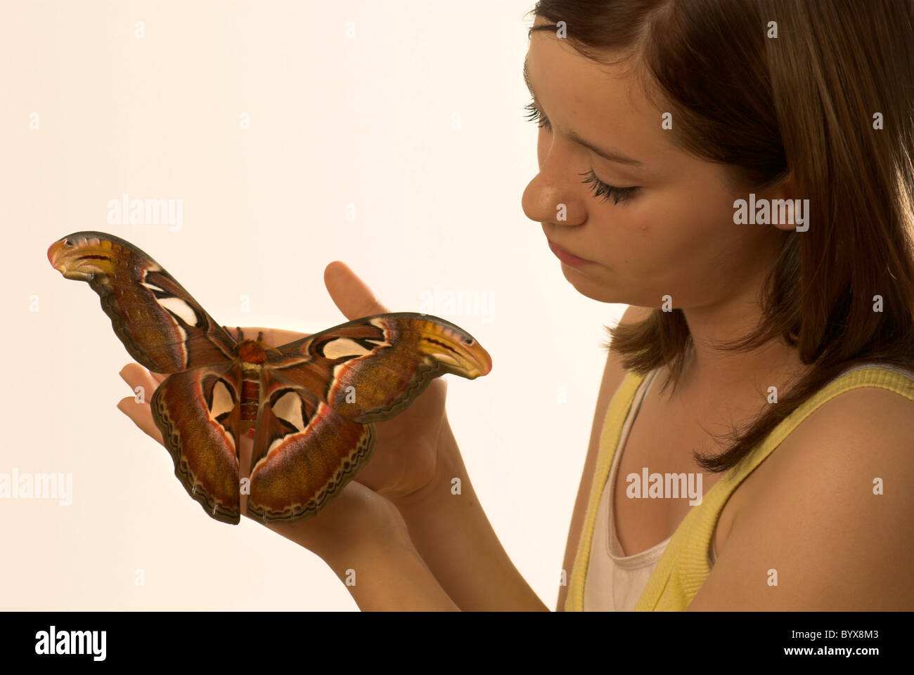 Atlas moth hi-res stock photography and images - Alamy