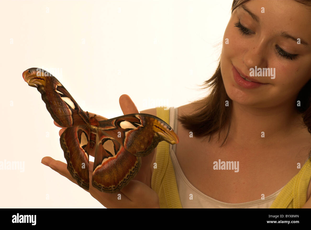 Atlas moth hi-res stock photography and images - Alamy