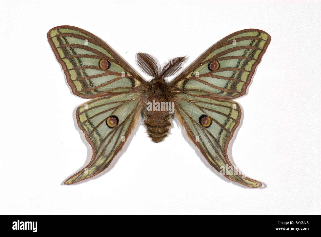 Iucn threatened vulnerable species Cut Out Stock Images & Pictures - Alamy