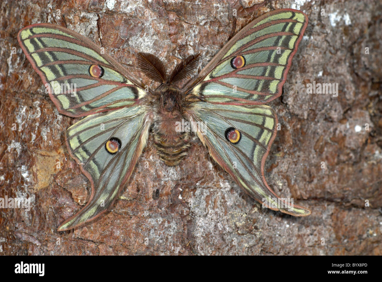 Moon moth hi-res stock photography and images - Alamy