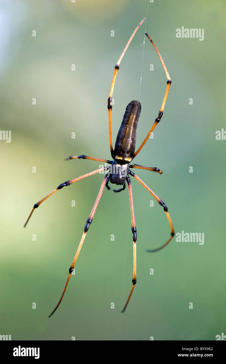 Spider Nephila sp on web India Stock Photo - Alamy