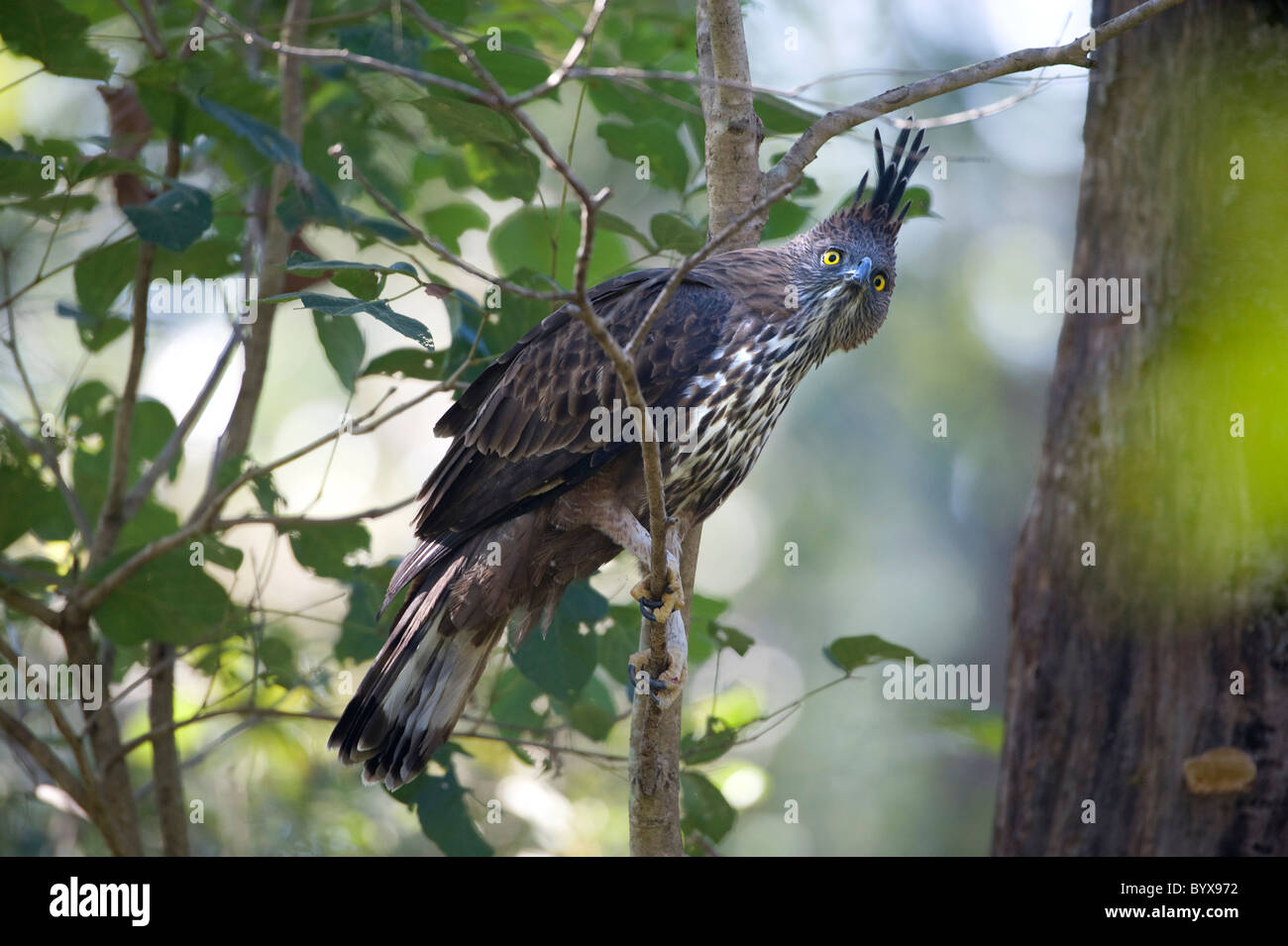 Changeable Hawk-eagle Nisaetus cirrhatus India Stock Photo - Alamy