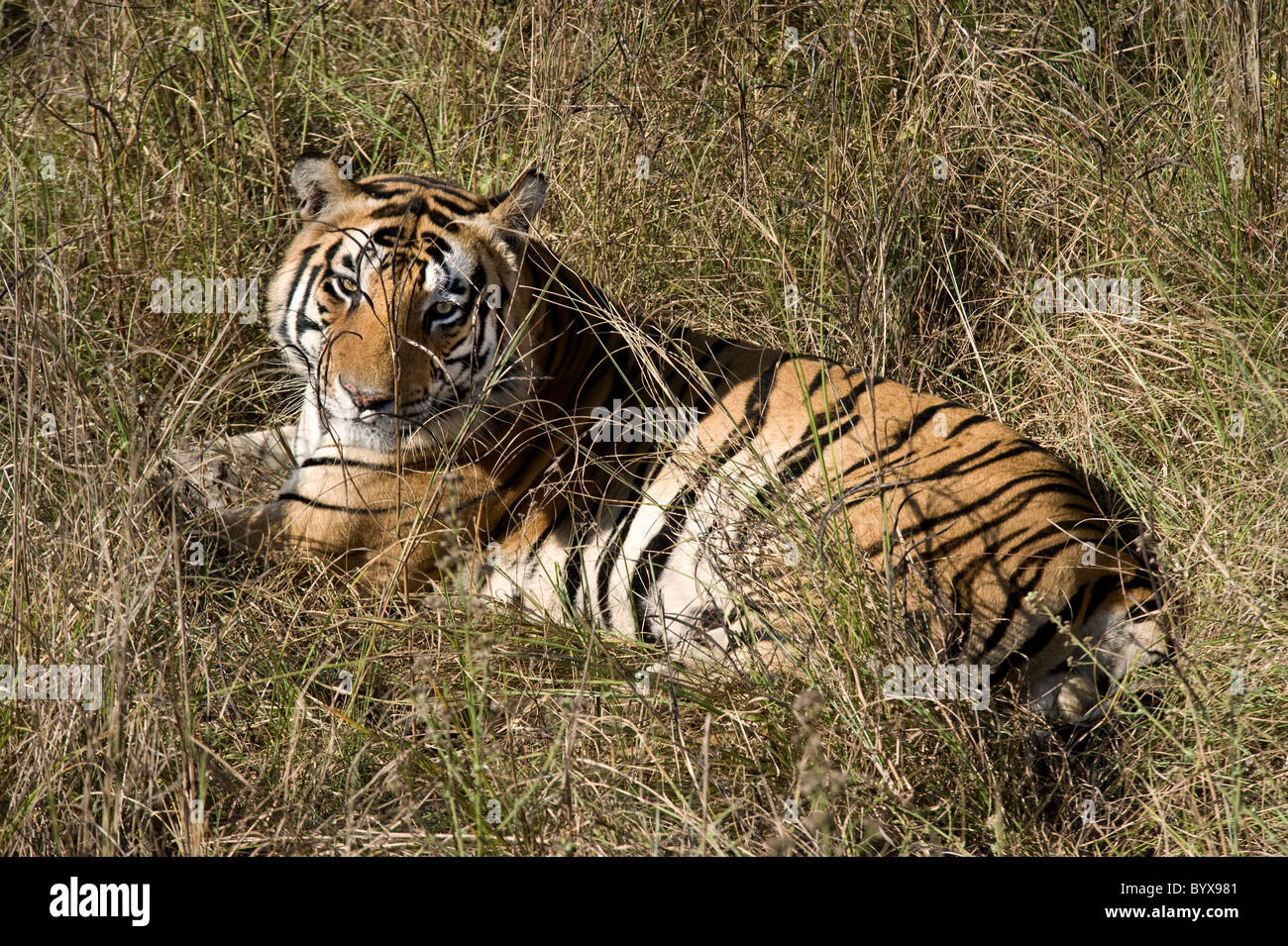 Tiger panthera tigris hi-res stock photography and images - Alamy