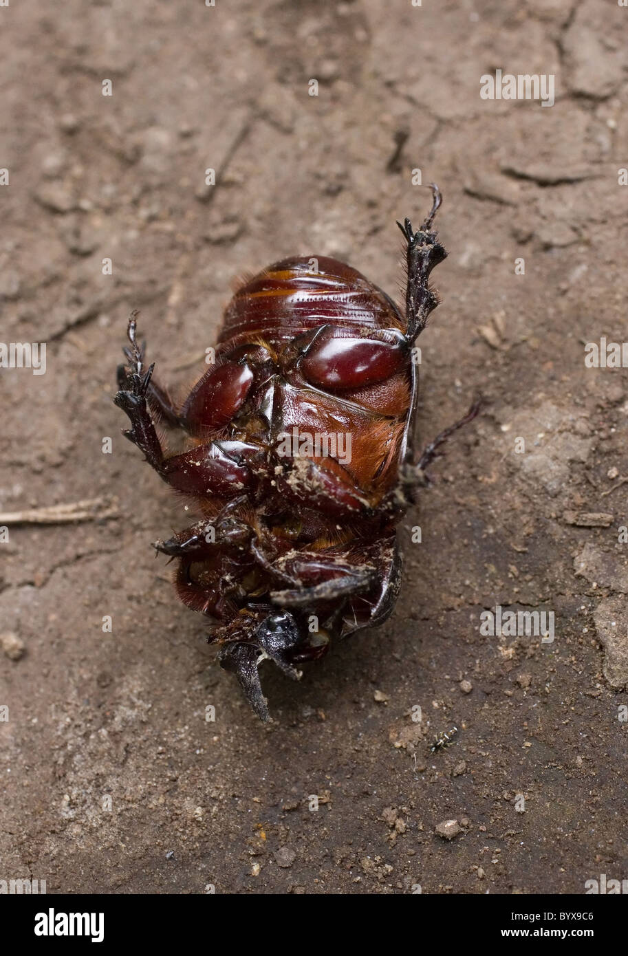 Upside down beetle hi-res stock photography and images - Alamy