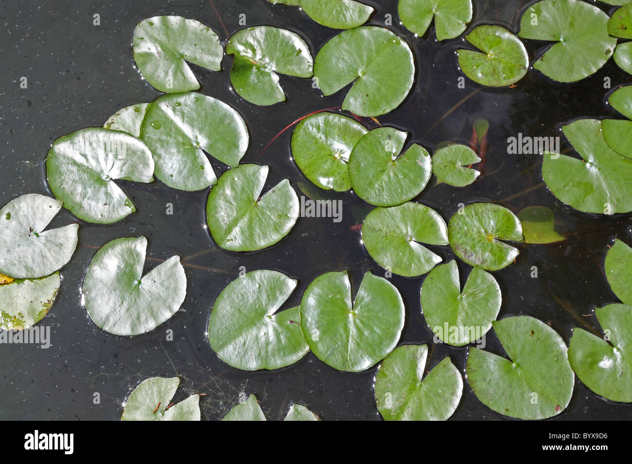 Lily pads and tropical plants hi-res stock photography and images - Alamy