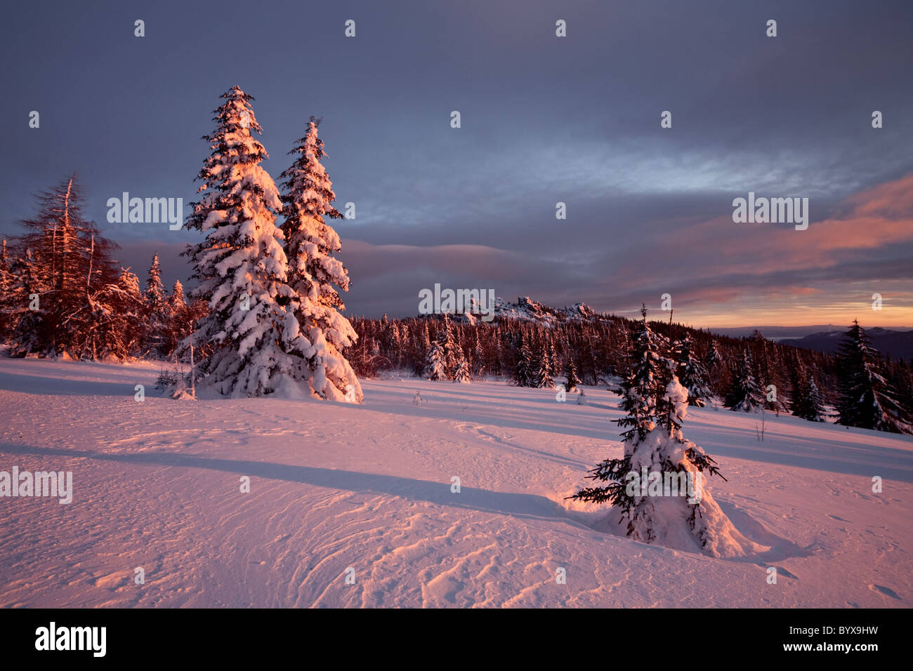 Snow-covered pine-trees in the sunset illumination Stock Photo - Alamy