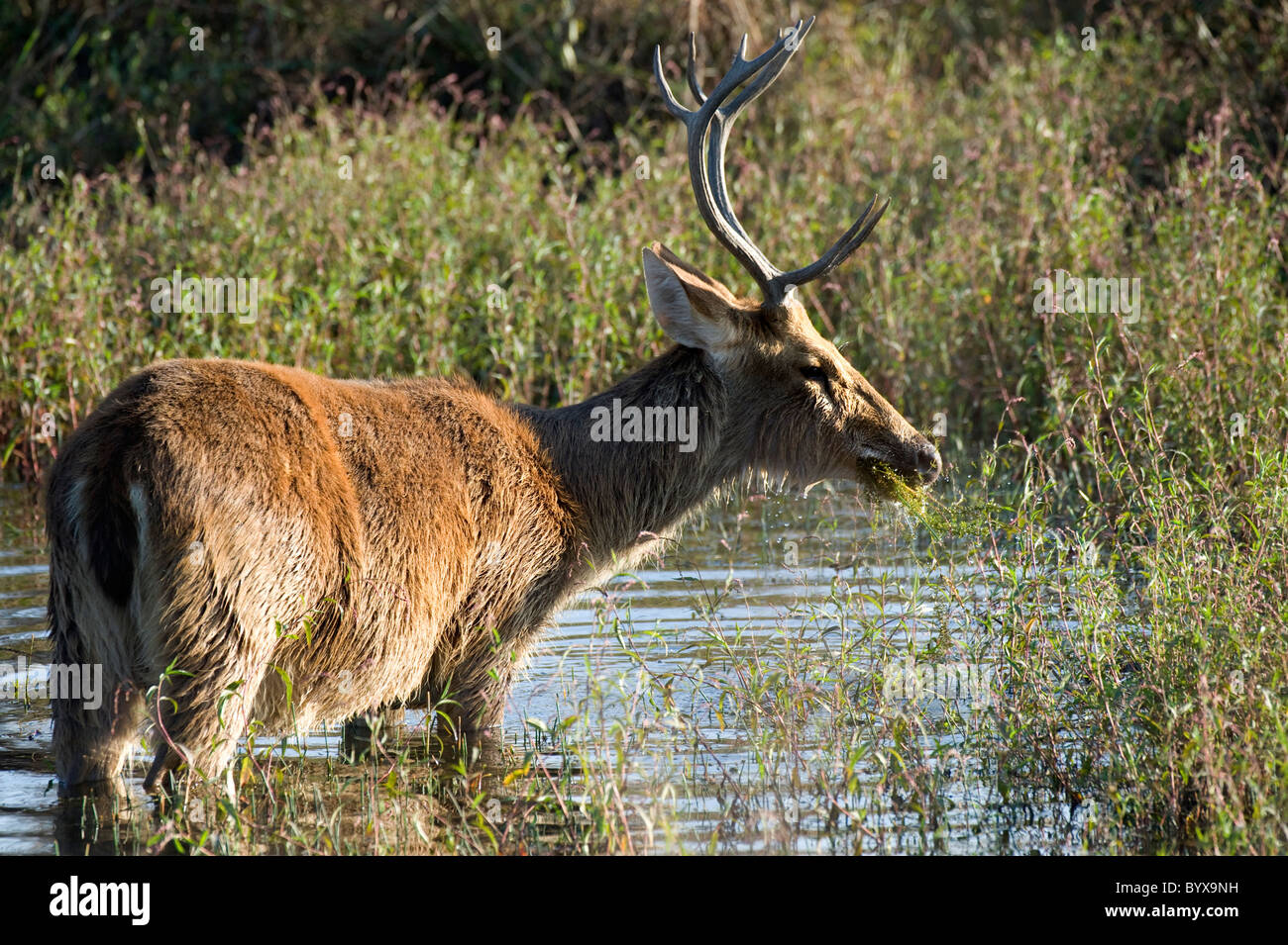 Swamp deer Cervus duvauceli India Stock Photo - Alamy
