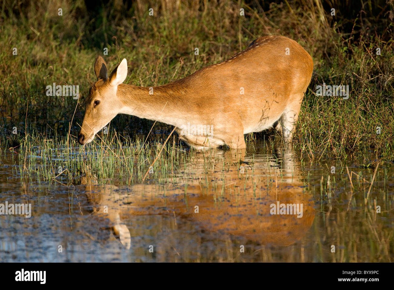 Deer swamp hi-res stock photography and images - Alamy