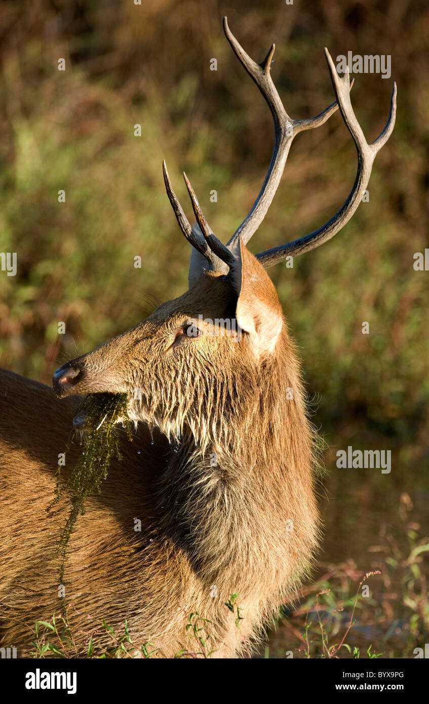Male swamp deer hi-res stock photography and images - Alamy
