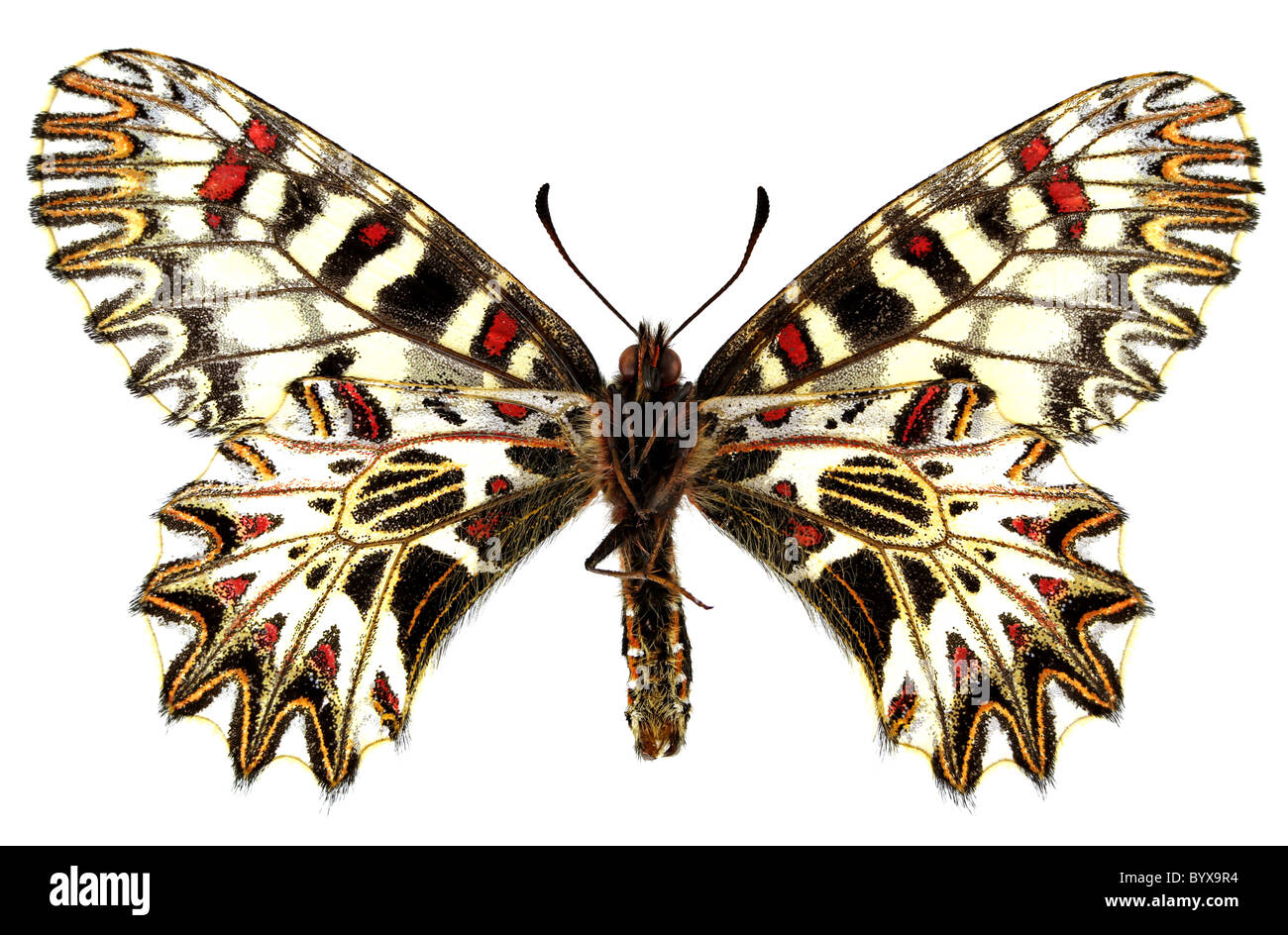 Male of Zerynthia polyxena seen ventraly isolated on white background ...