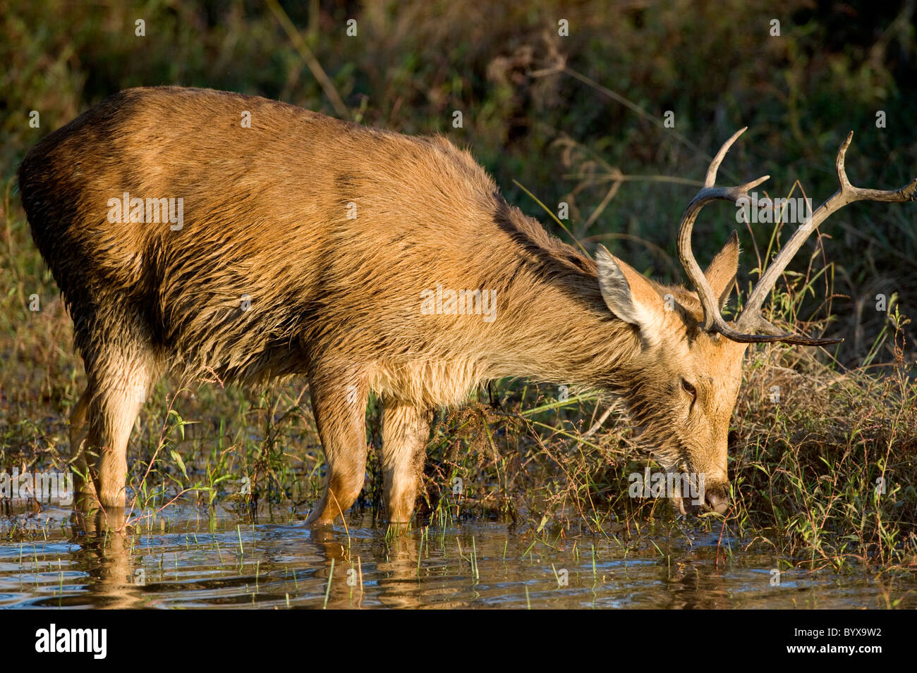Swamp deer Cervus duvauceli India Stock Photo - Alamy