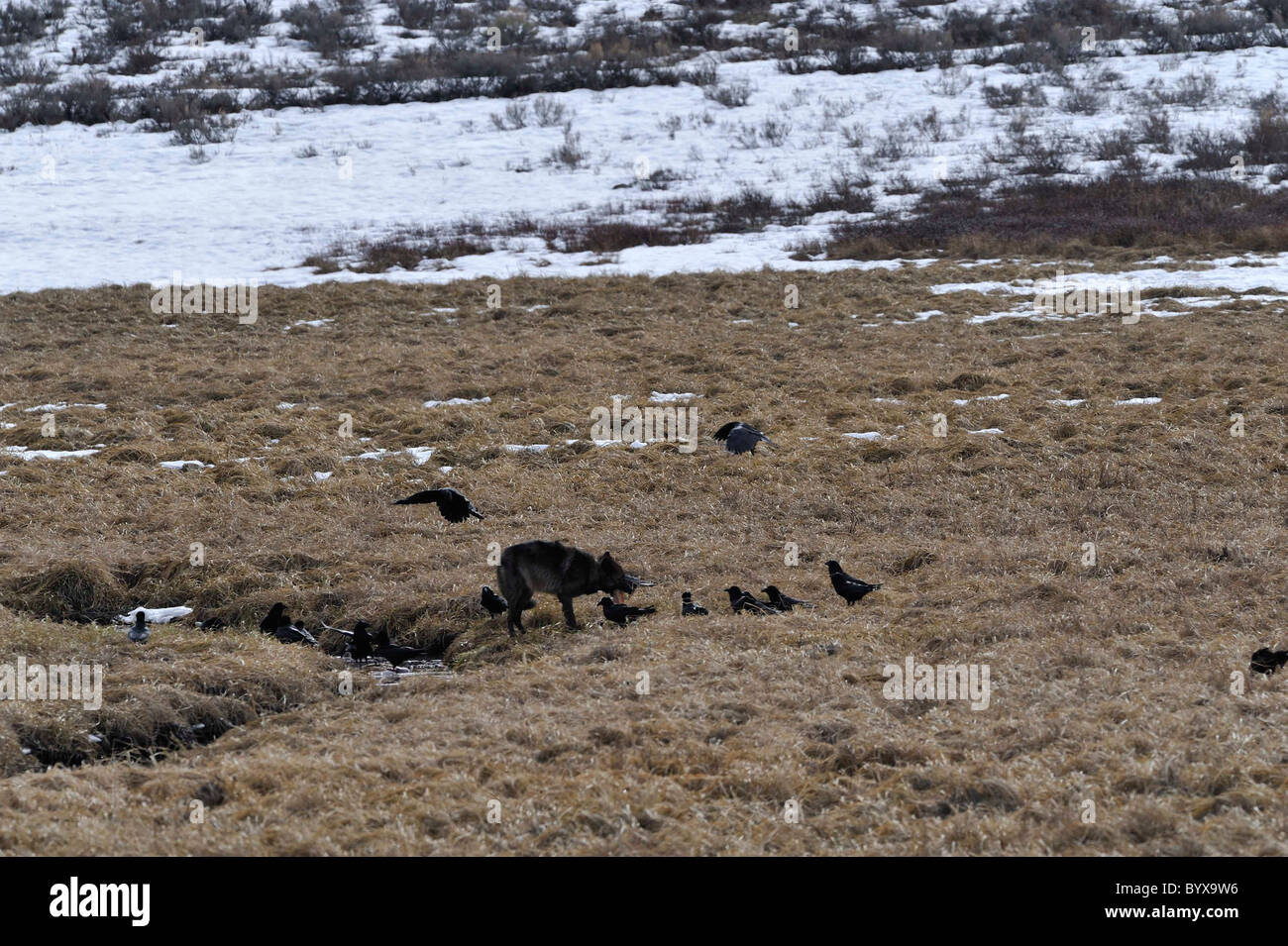 Wyoming, Yellowstone National Park, Grey Wolf, Wolf Stock Photo - Alamy