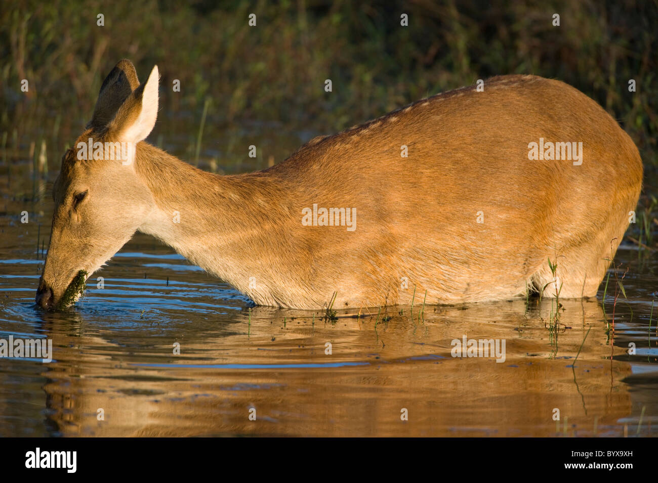 Swamp deer Cervus duvauceli India Stock Photo - Alamy