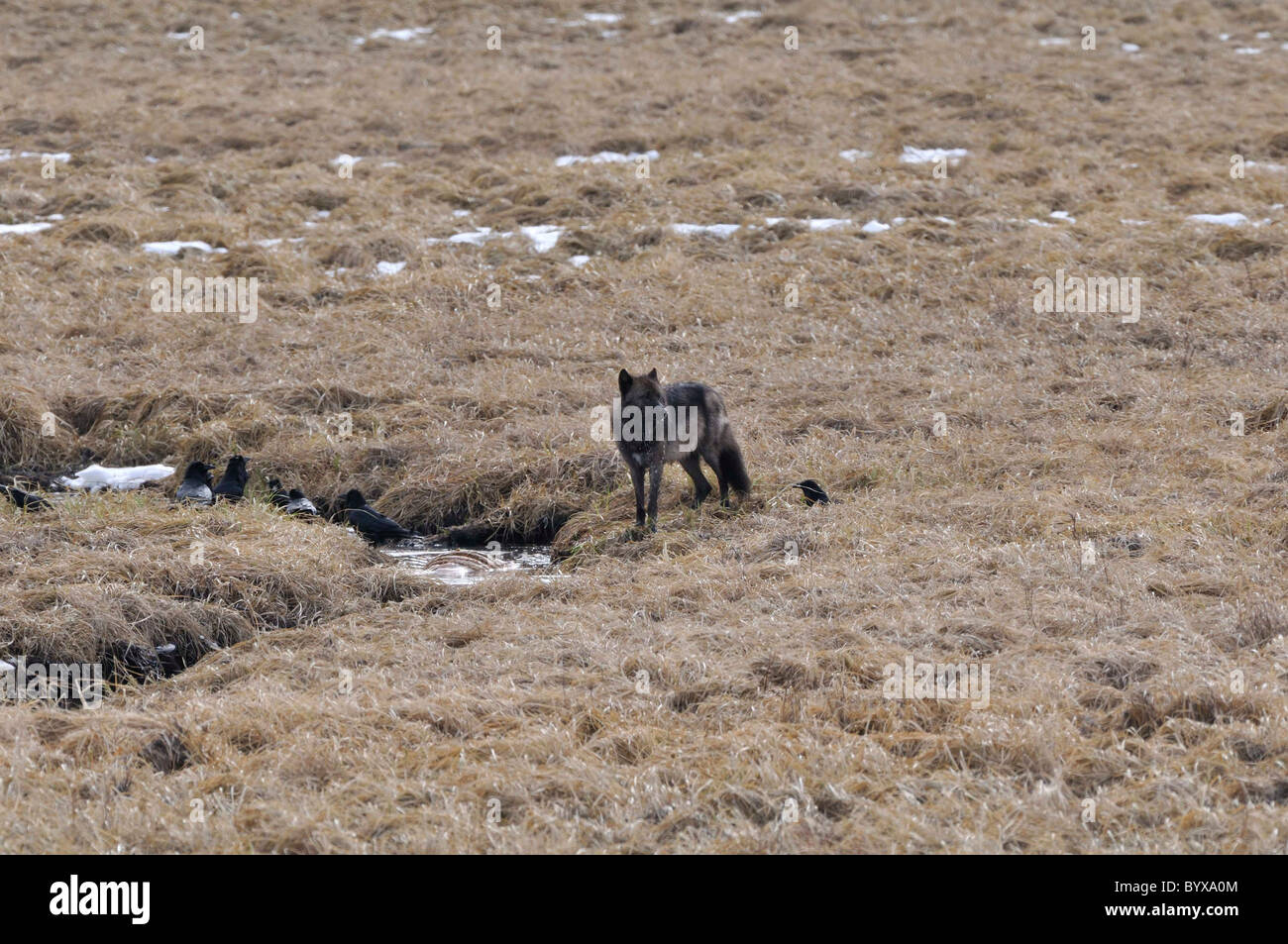 Wyoming, Yellowstone National Park, Grey Wolf, Wolf Stock Photo - Alamy