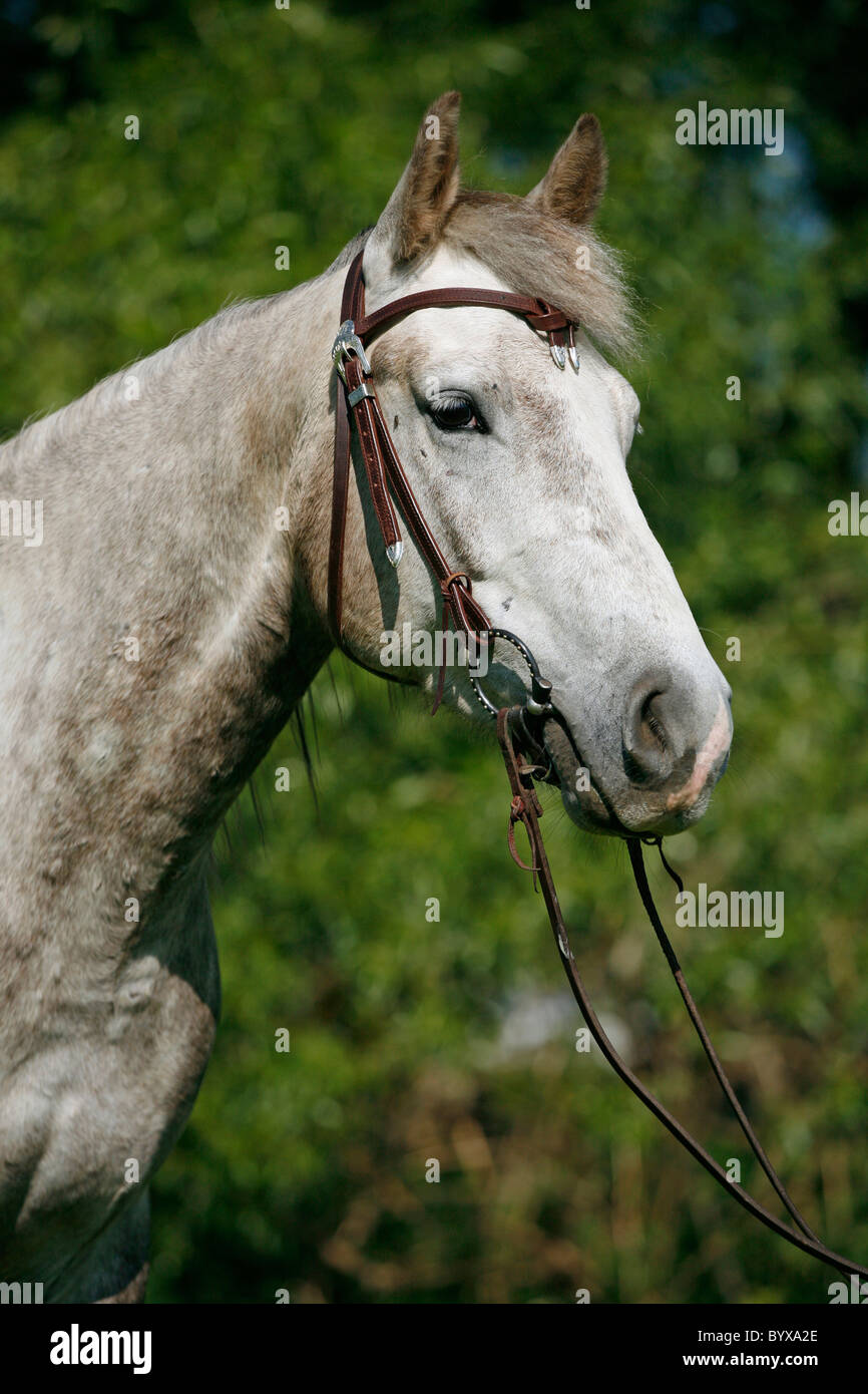 Brindle weiss hi-res stock photography and images - Alamy