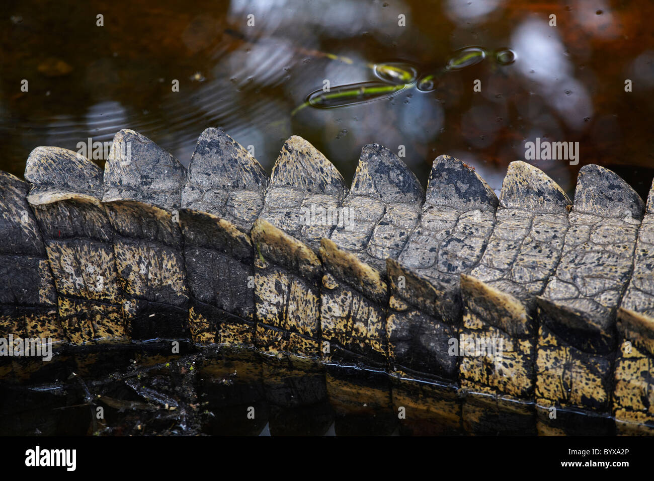 Section of a crocodile tail in natural swamp water environment ...