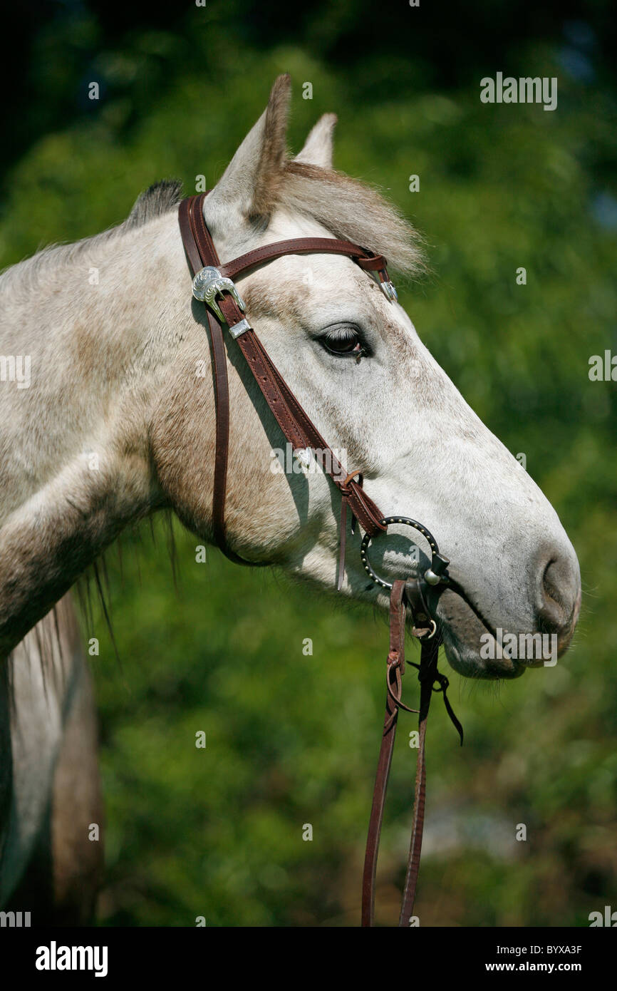 Kleines profil hi-res stock photography and images - Alamy