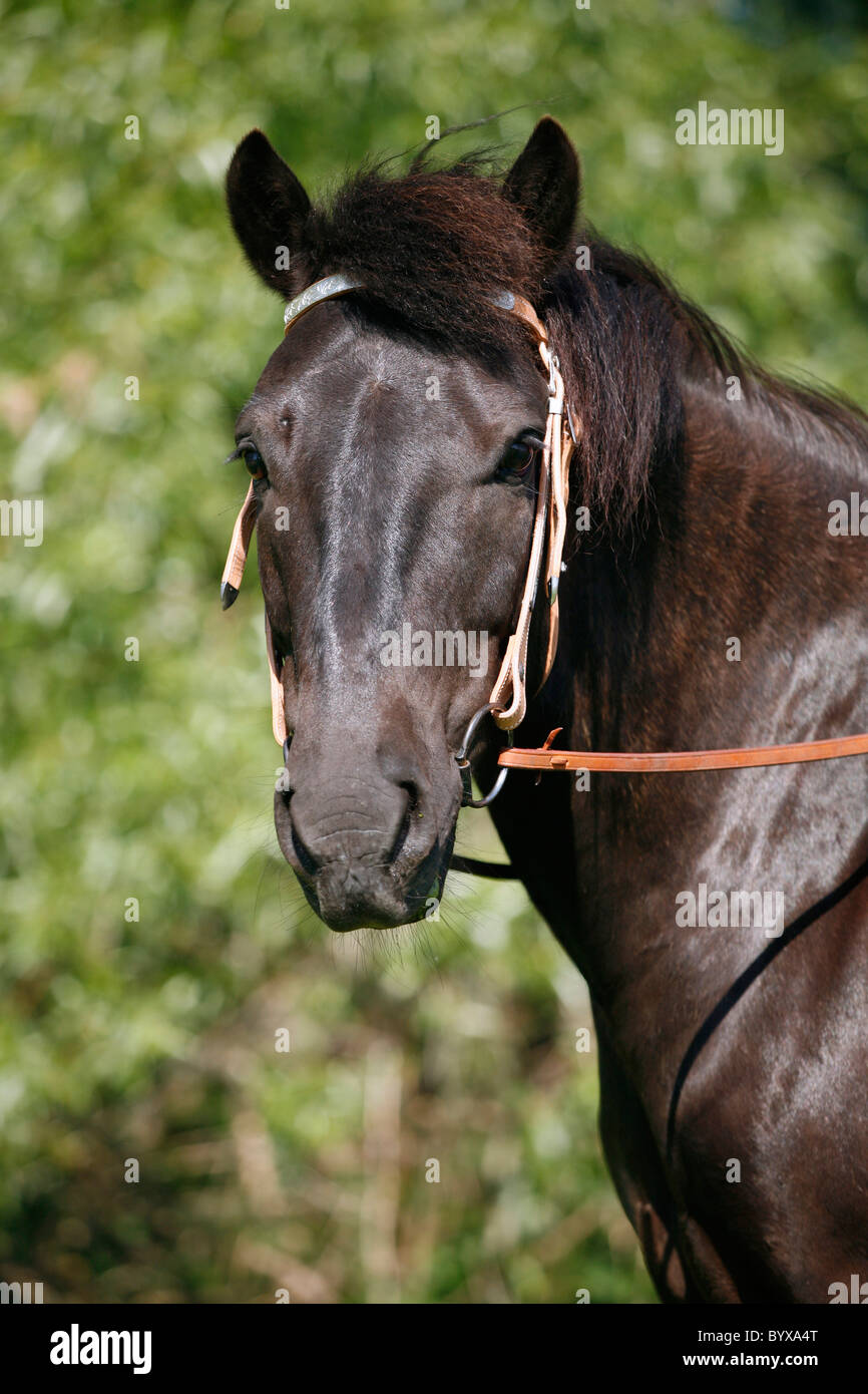 Rappe Portrait / black horse Stock Photo - Alamy