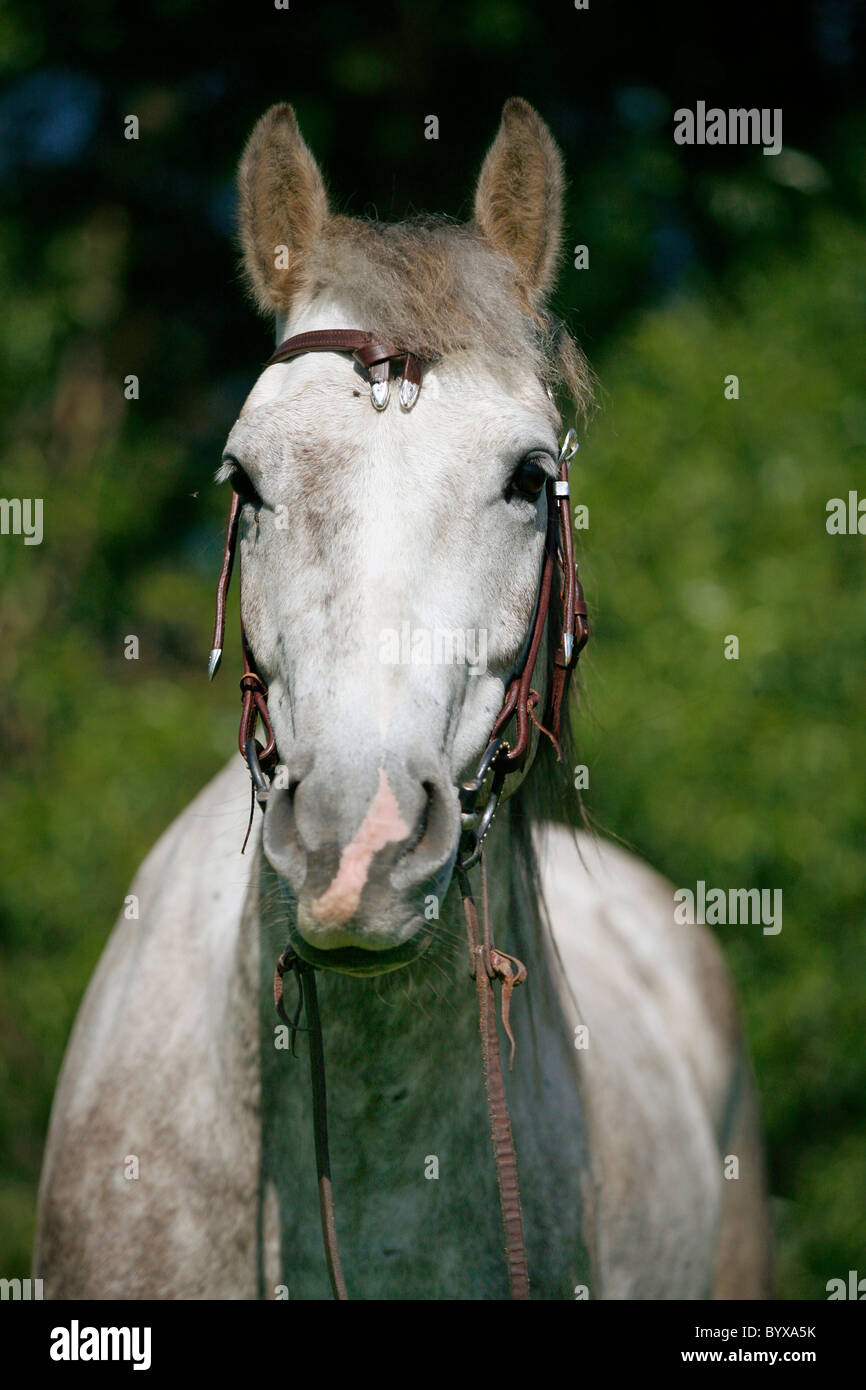 Schimmel Portrait / white horse Stock Photo - Alamy