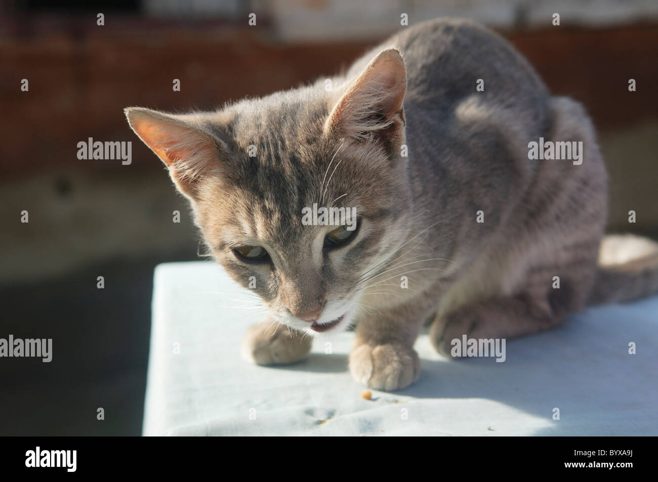 content cat in the Annapurna region of Nepal Stock Photo - Alamy