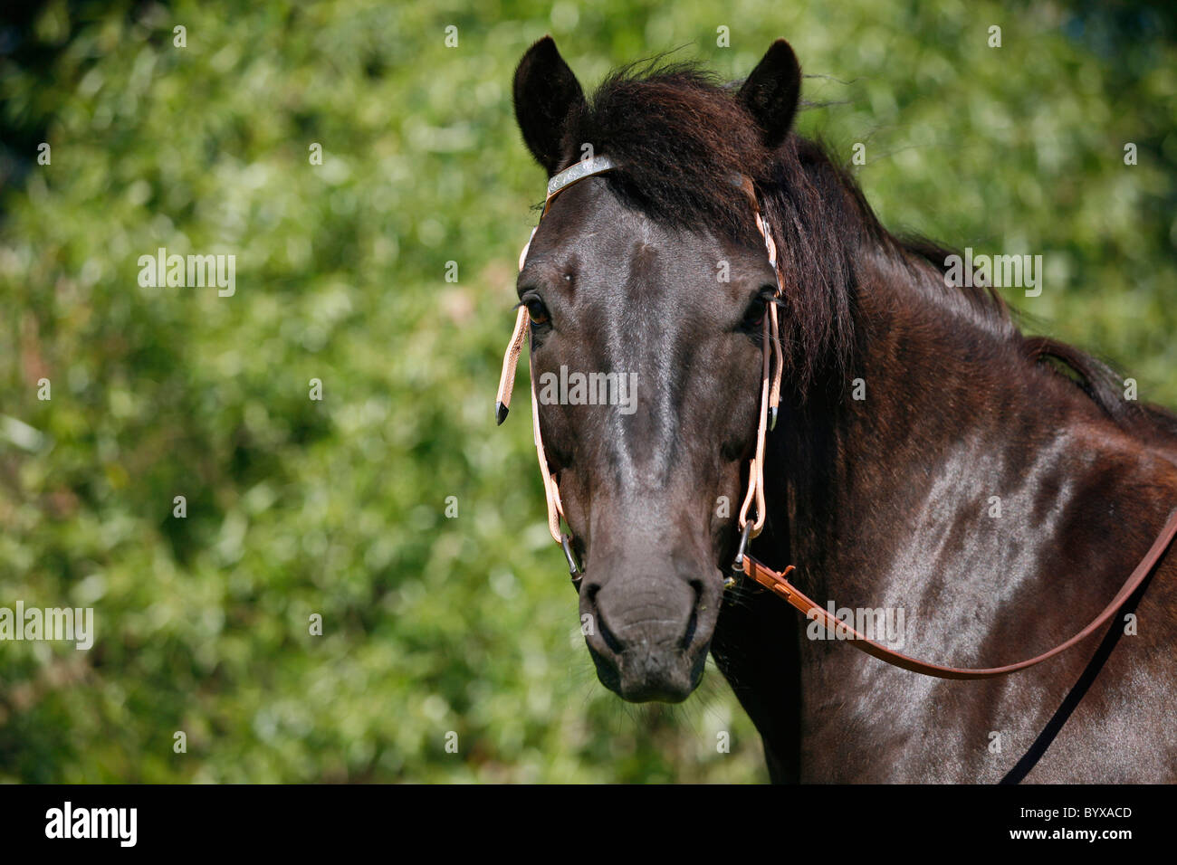 Rappe Portrait / black horse Stock Photo - Alamy