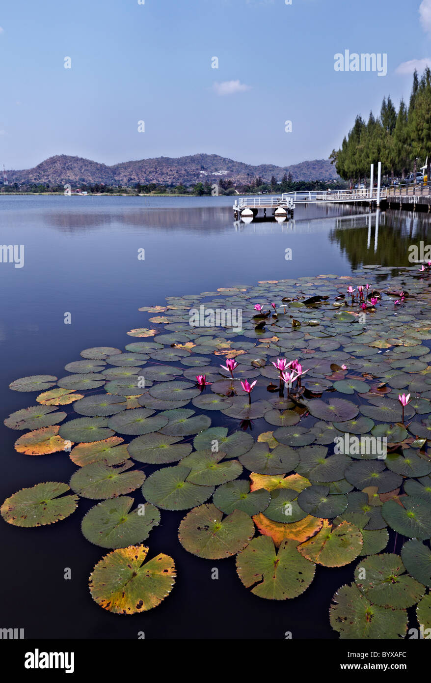 Thai pads hi-res stock photography and images - Alamy