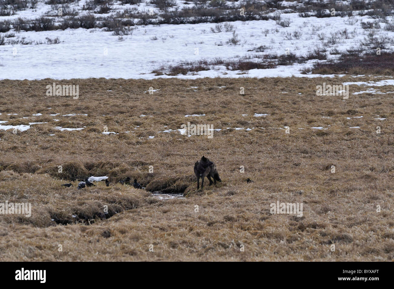 Wyoming, Yellowstone National Park, Grey Wolf, Wolf Stock Photo - Alamy
