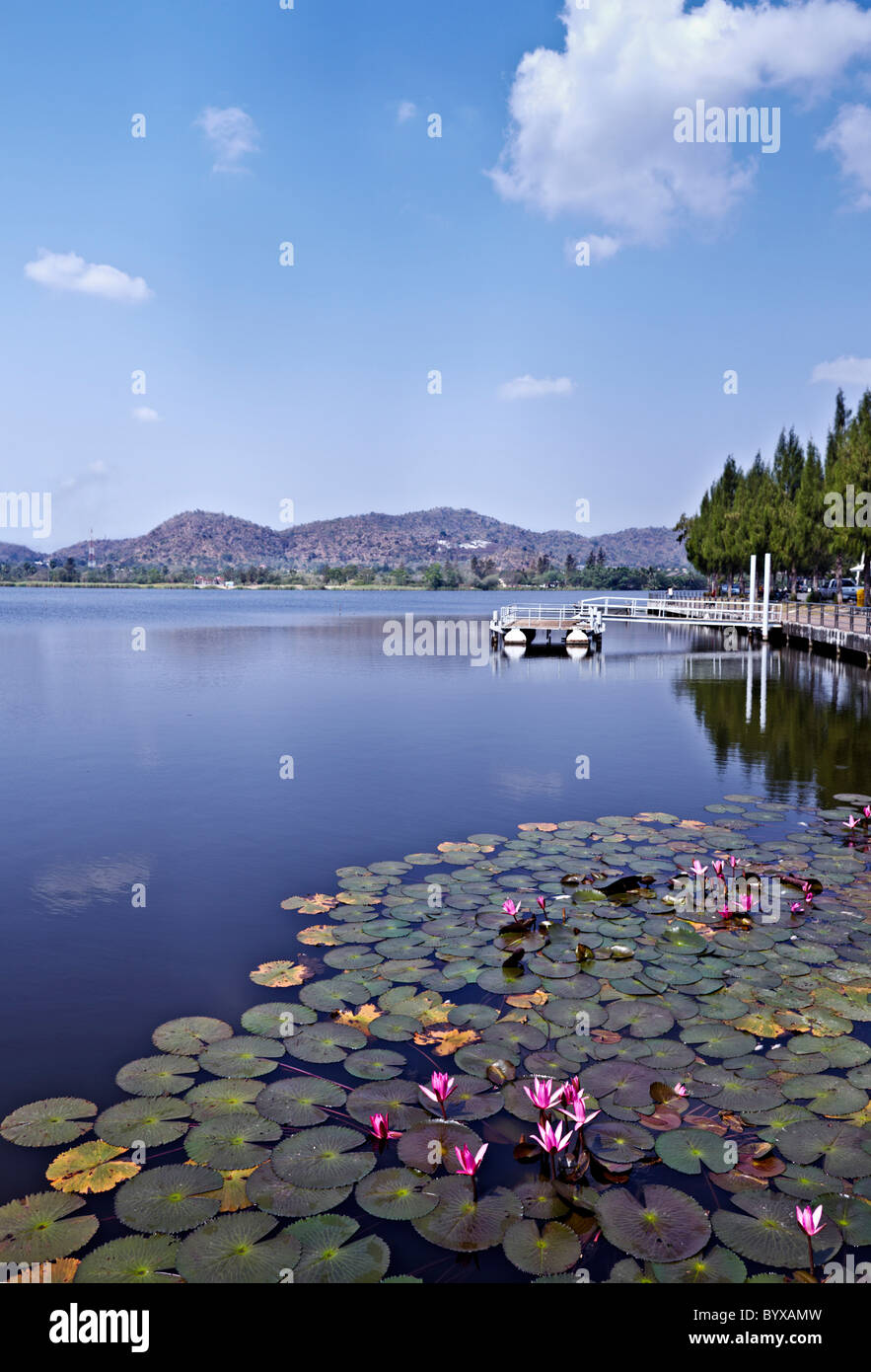 Nelumbo nucifera freshwater hi-res stock photography and images - Alamy