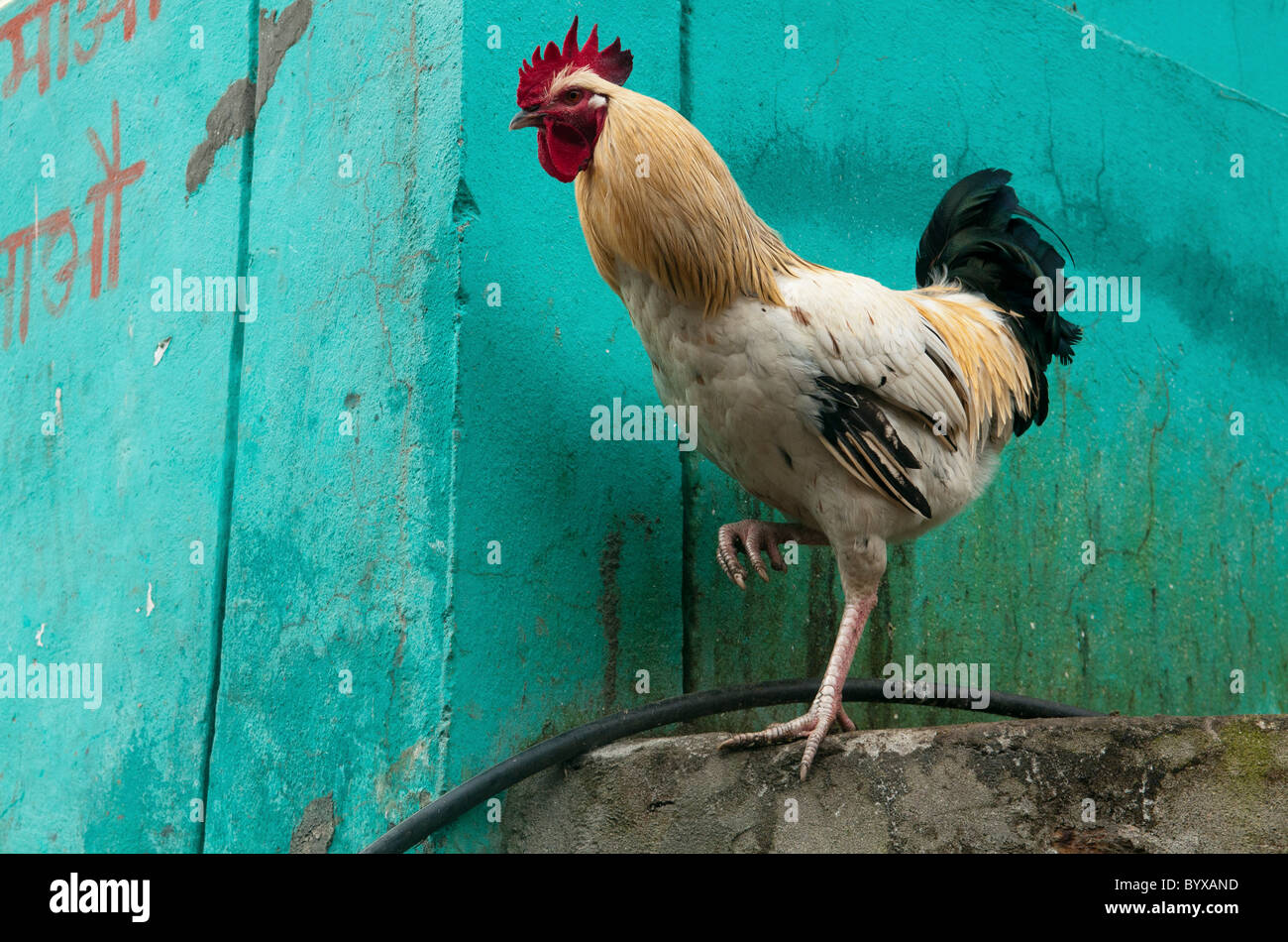 rooster on one leg in the Annapurna region of Nepal Stock Photo - Alamy