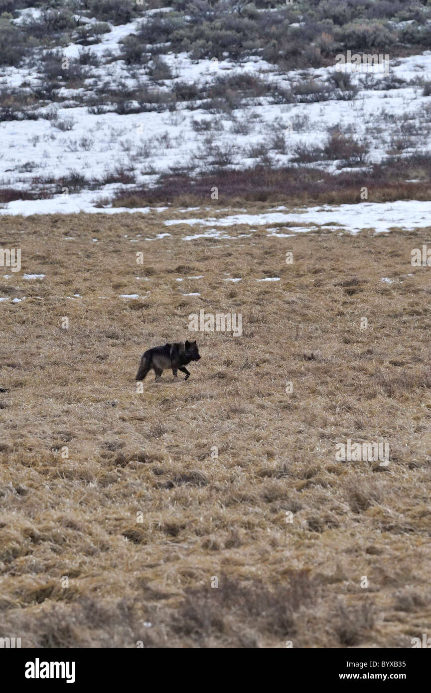 Wyoming, Yellowstone National Park, Grey Wolf, Wolf Stock Photo - Alamy