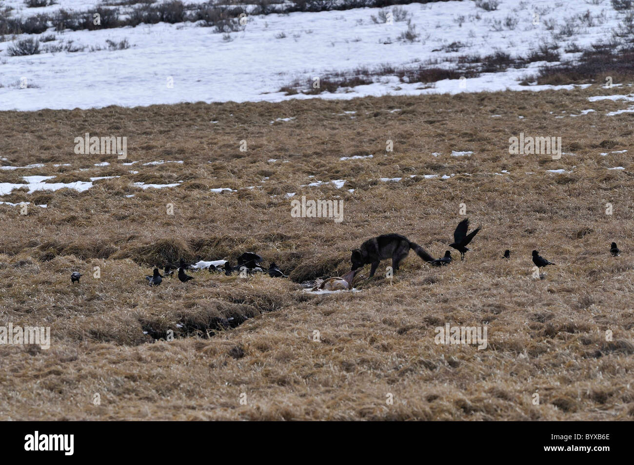 Wyoming, Yellowstone National Park, Grey Wolf, Wolf Stock Photo - Alamy