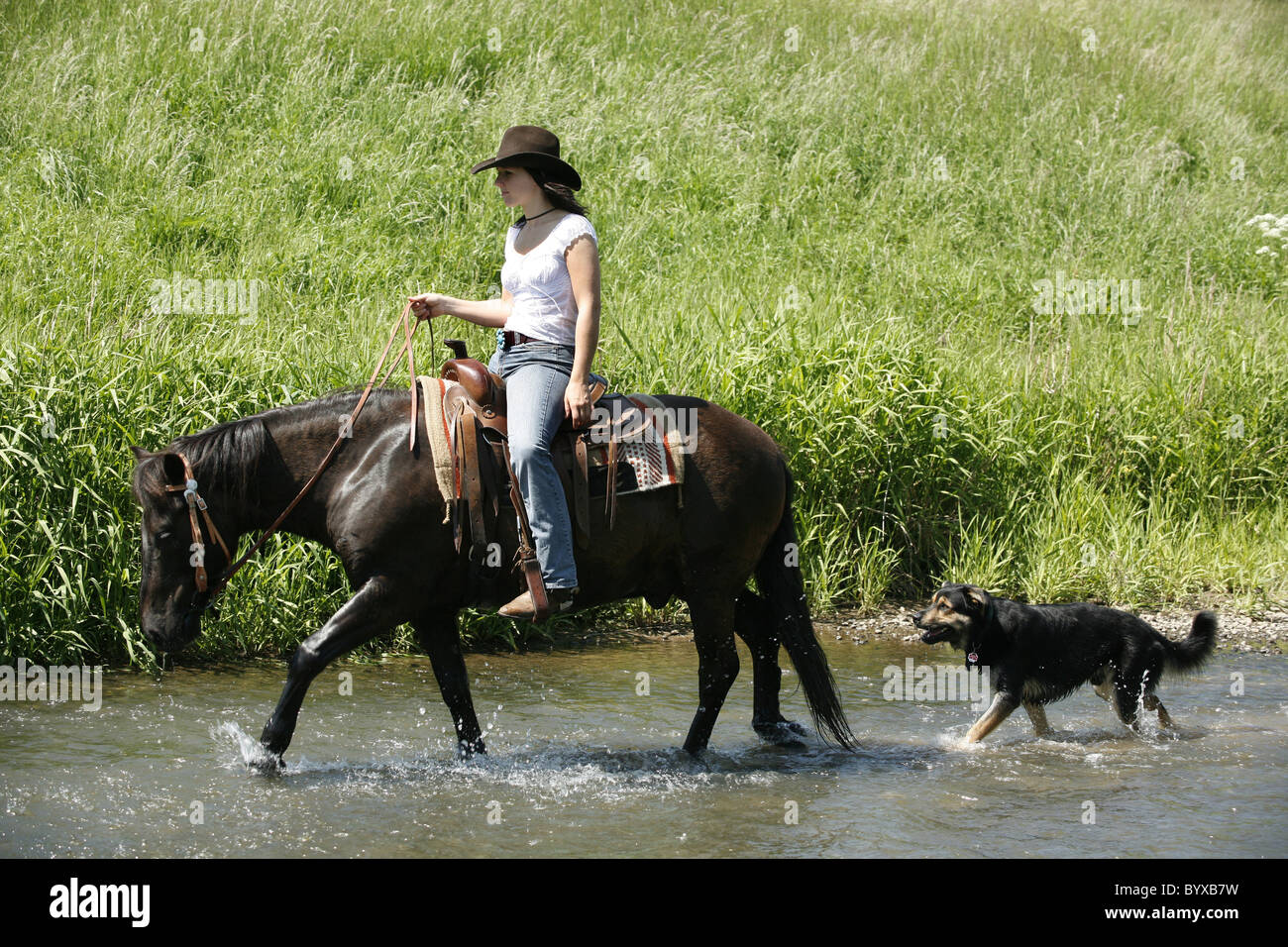 Reitbegleithund hi-res stock photography and images - Alamy