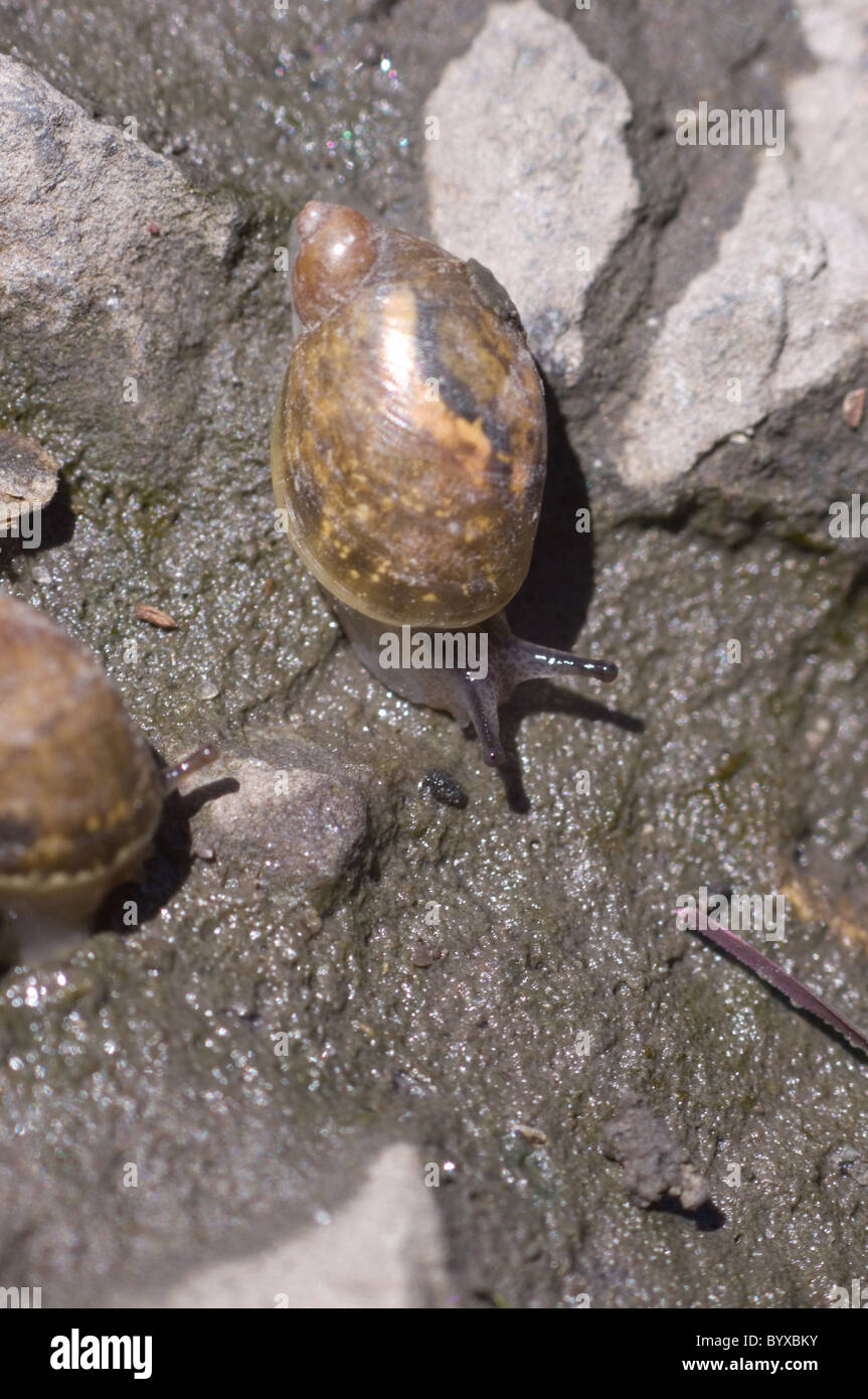 Mud snail hi-res stock photography and images - Alamy