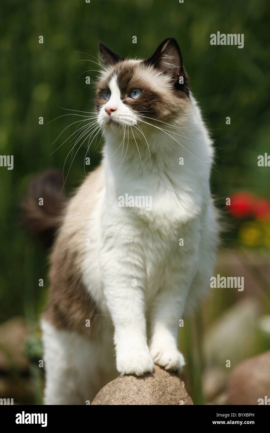 Weibliche ragdoll katze hi-res stock photography and images - Alamy