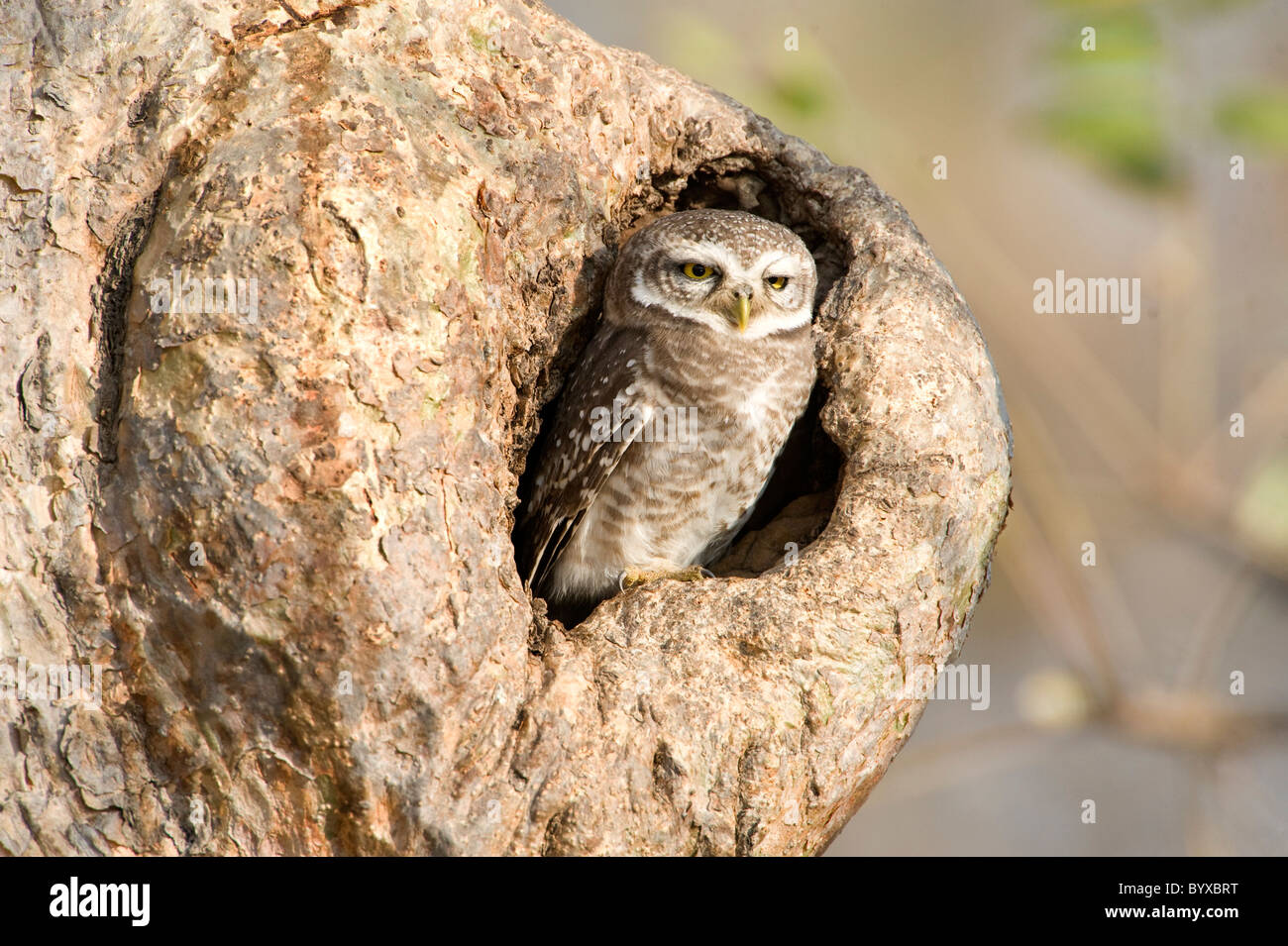 Spotted Owlet Athene brama India Stock Photo - Alamy