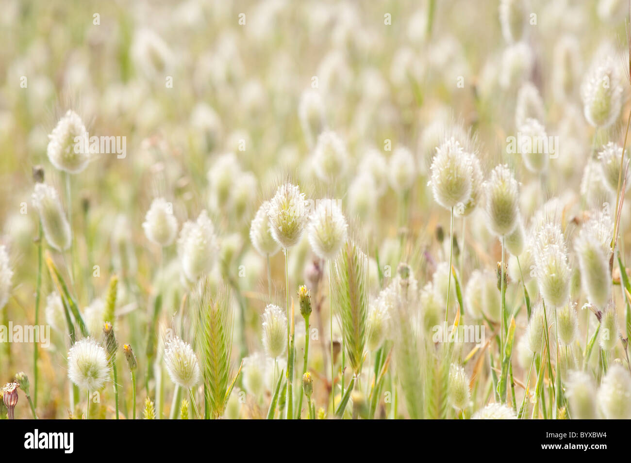 Grass Seed Heads Lesvos Island Greece Stock Photo - Alamy