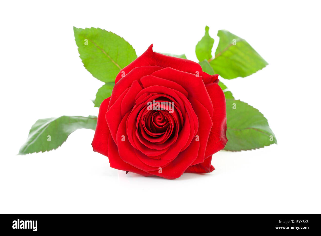 beautiful red rose in closeup over white background Stock Photo - Alamy
