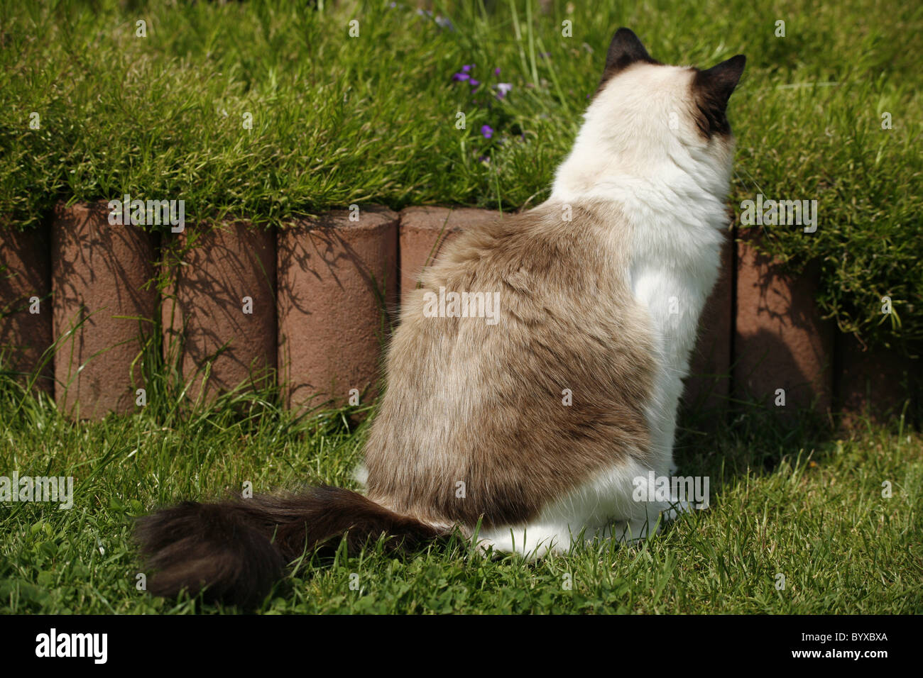 Ragdoll cat back hi-res stock photography and images - Alamy