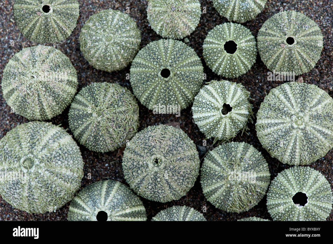 Sea Urchin Shells