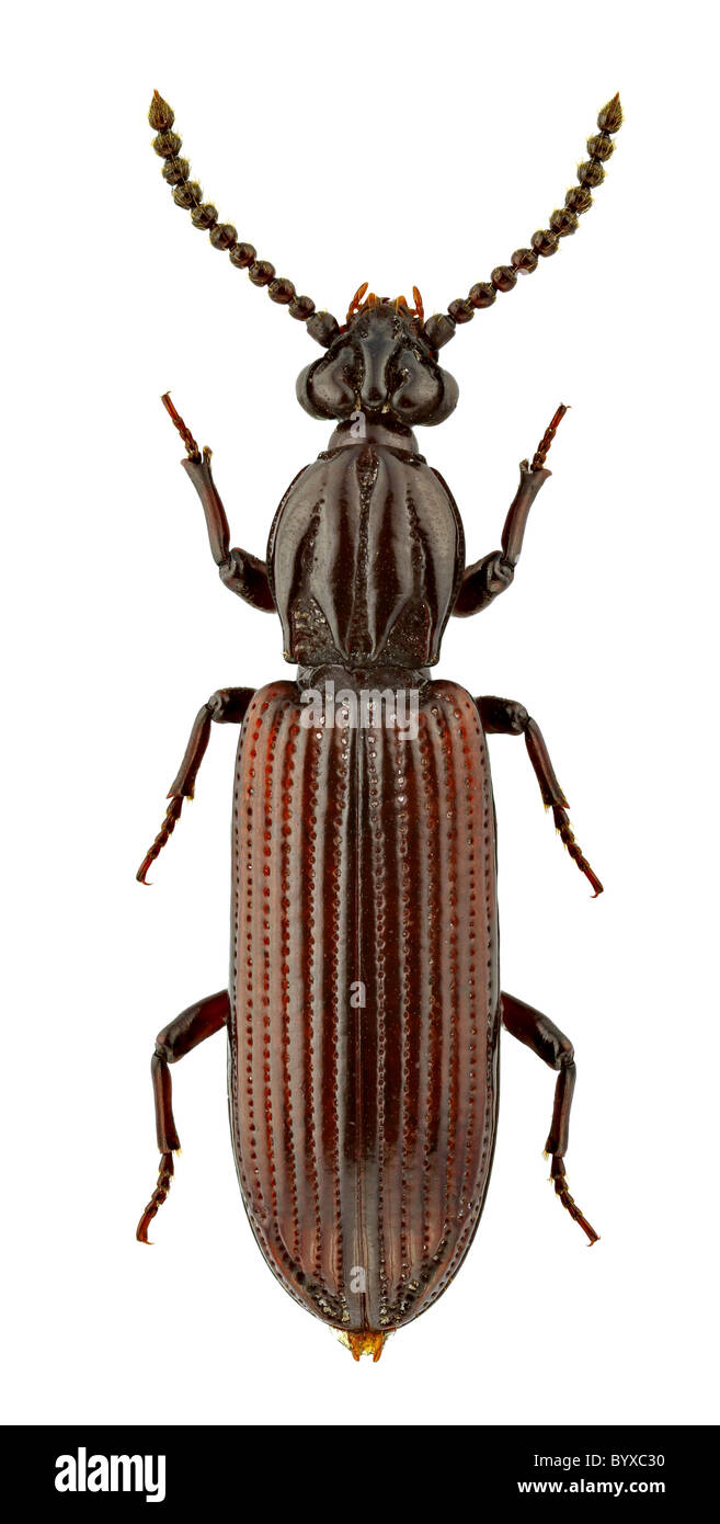 Rhysodes sulcatus isolated on a white background Stock Photo - Alamy