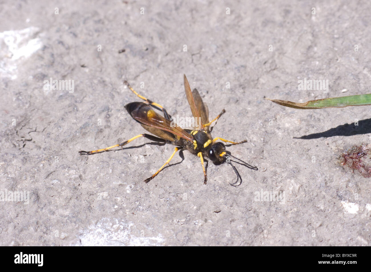 Mexican wasp hi-res stock photography and images - Alamy